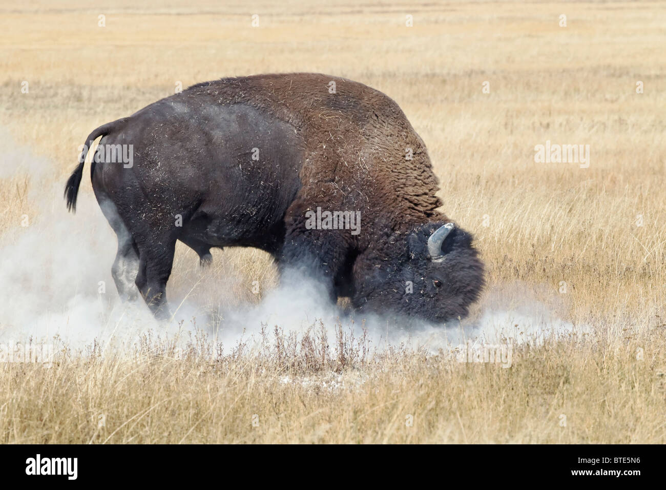 Aggressive behavior hi-res stock photography and images - Alamy