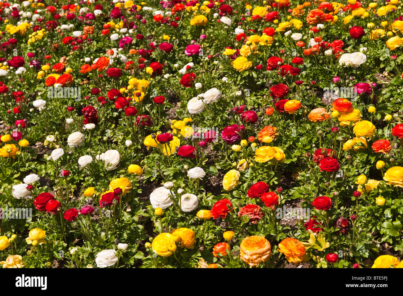 Flower bad hi-res stock photography and images - Alamy