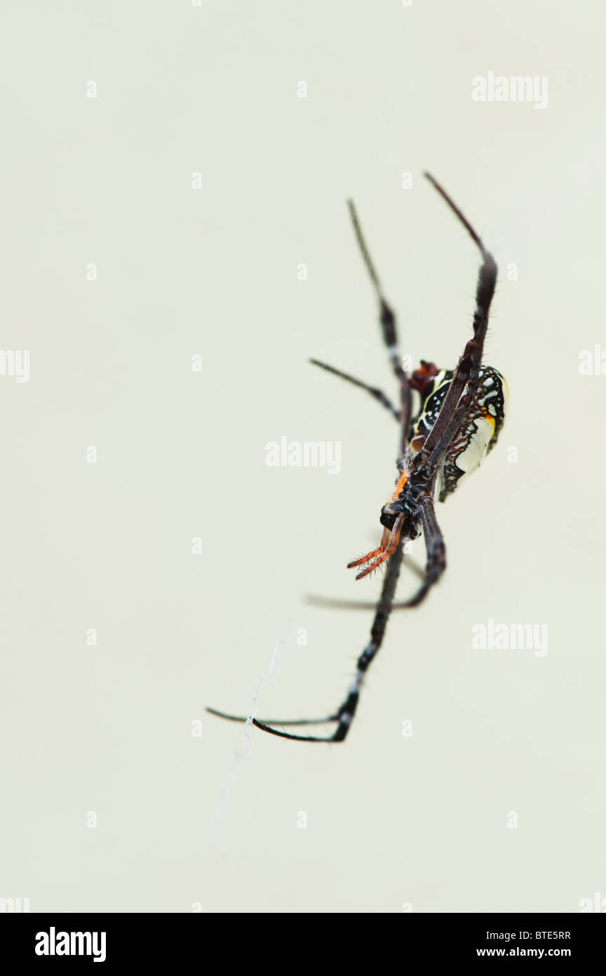 Spiders of india hi-res stock photography and images - Alamy