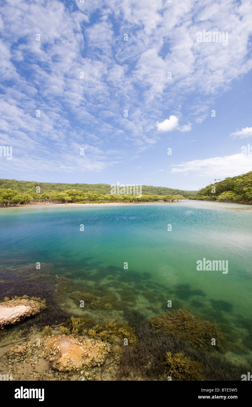 Sydney mangroves hi-res stock photography and images - Alamy