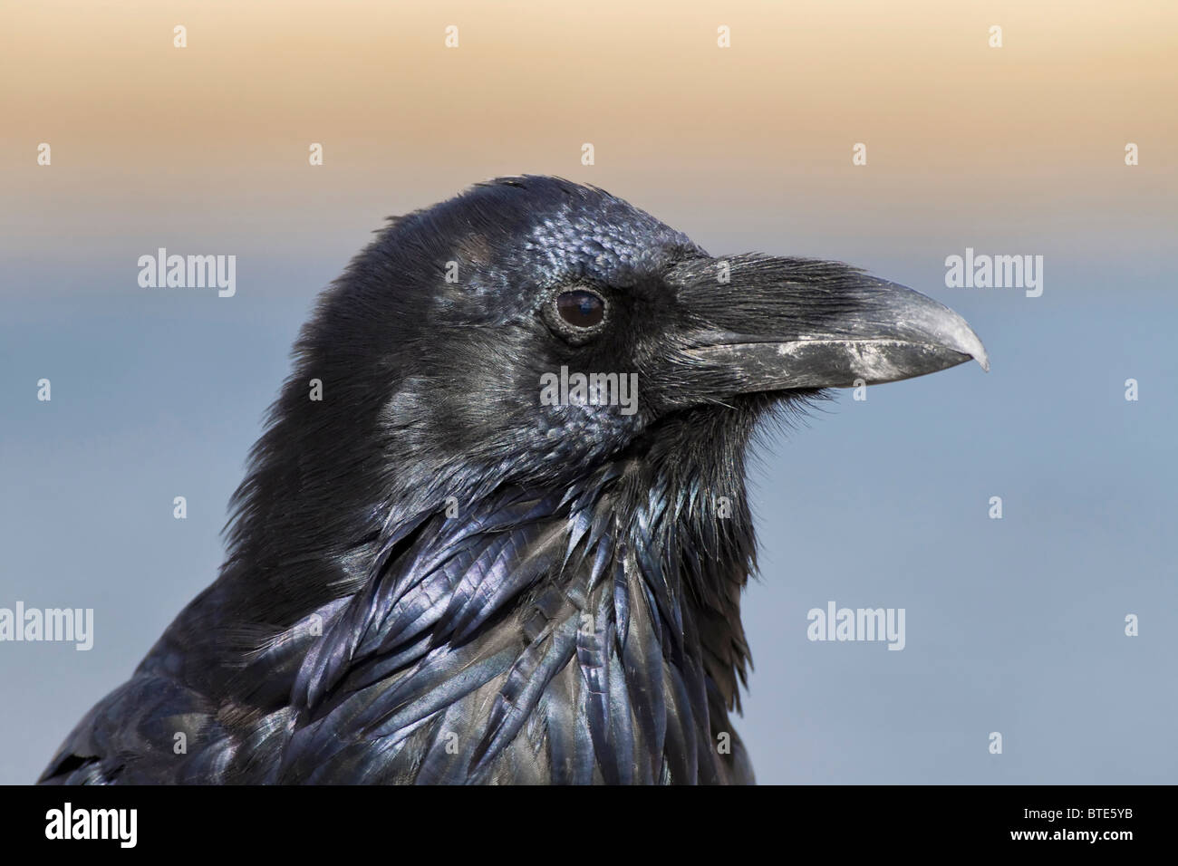 Raven head hi-res stock photography and images - Alamy