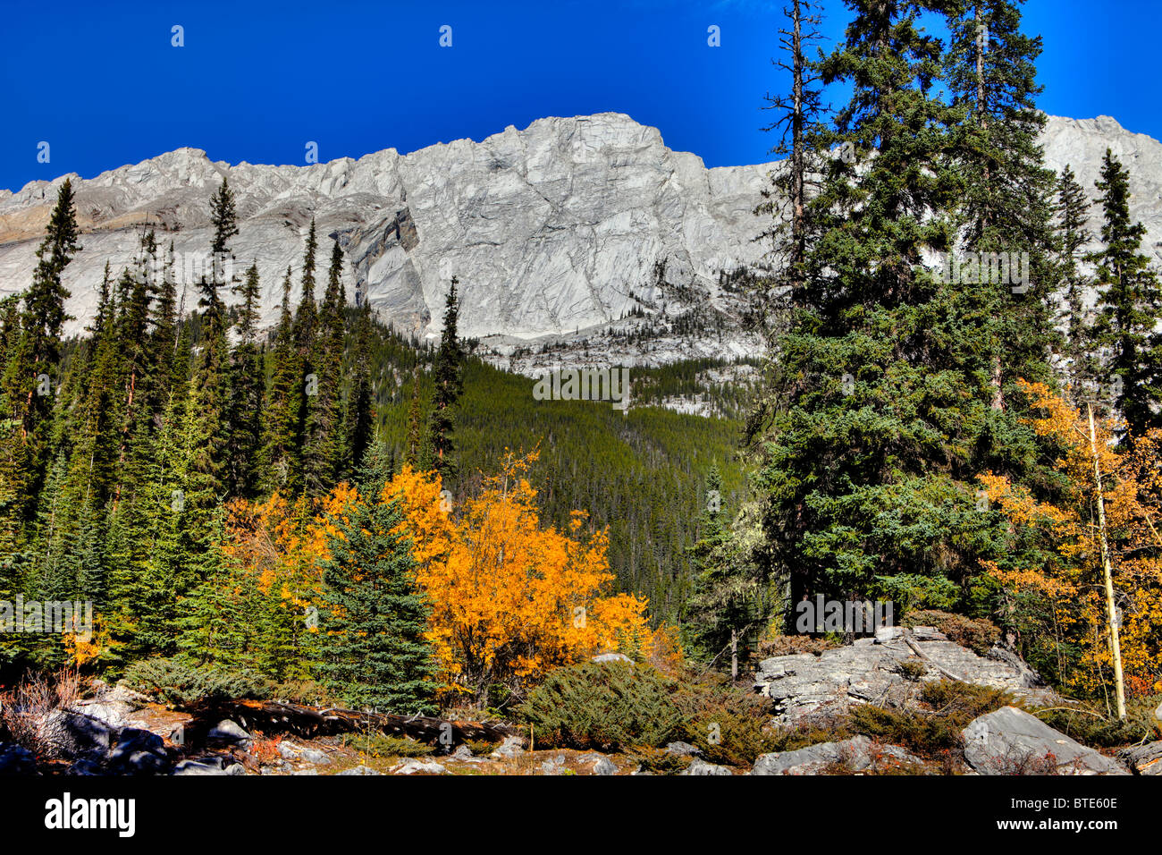Queen Elizabeth Range, Jasper National Park. Alberta, Canada Stock ...
