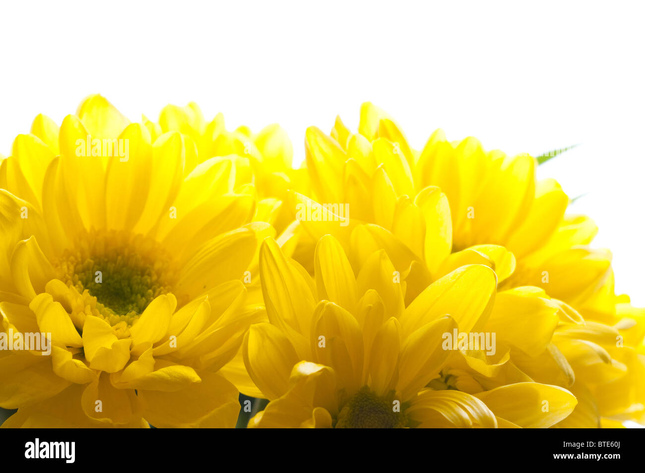 Beautiful spring flowers - chrysanthemum Stock Photo - Alamy