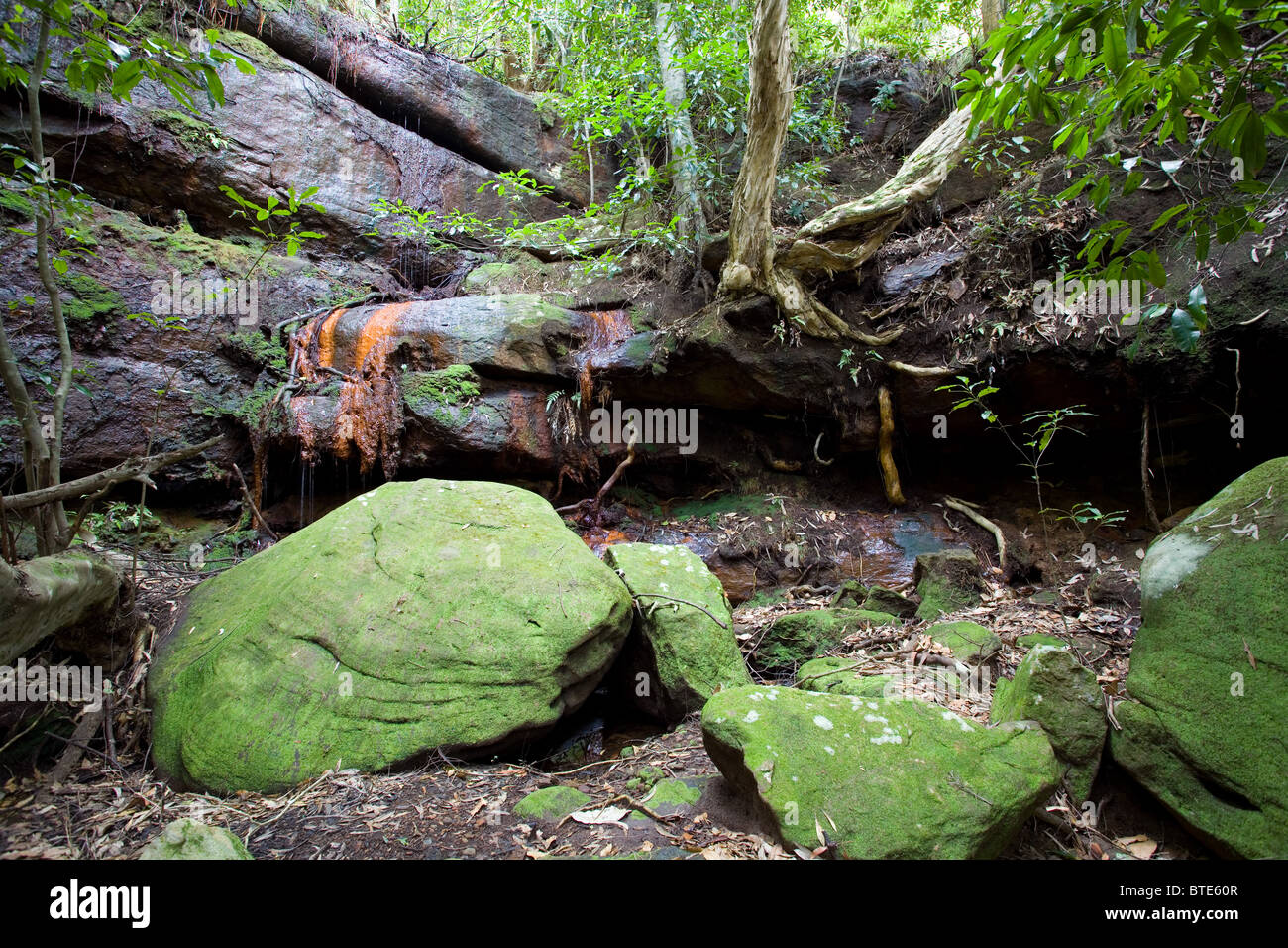 Rocky rainforest gully, Royal National Park, Sydney, Australia Stock ...