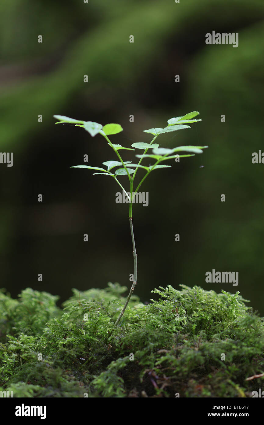Ash dieback sapling hi-res stock photography and images - Alamy
