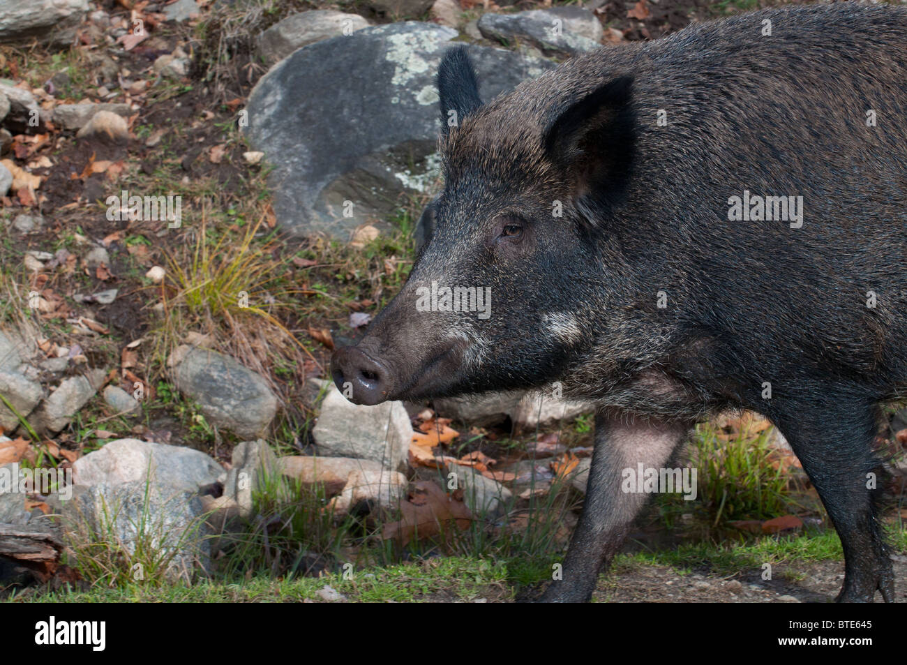 Razorback boar hi-res stock photography and images - Alamy