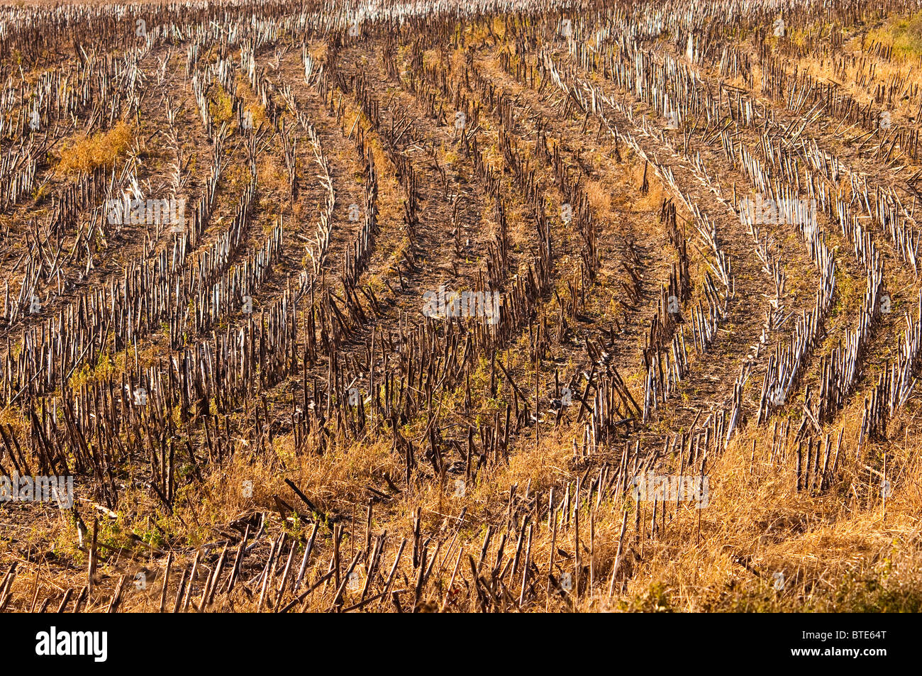 Maize / Sweet Corn stubble - France Stock Photo - Alamy