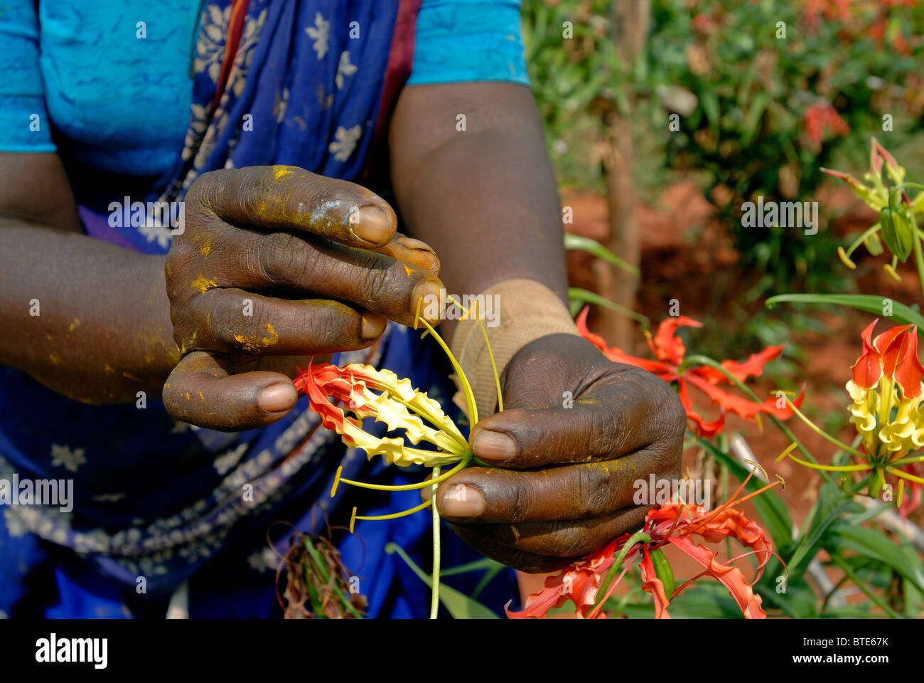 SKILLED FARM WORKERS DOING HAND POLLINATION IN GLORIOSA SUPERBA Stock ...