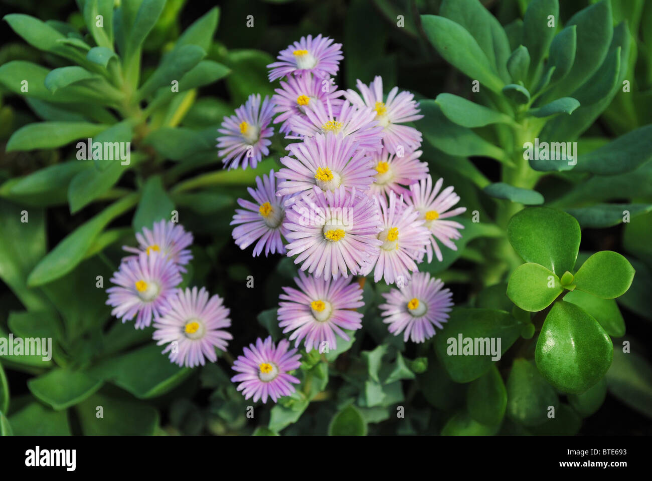 Variety fig marigold with green bottom hi-res stock photography and ...