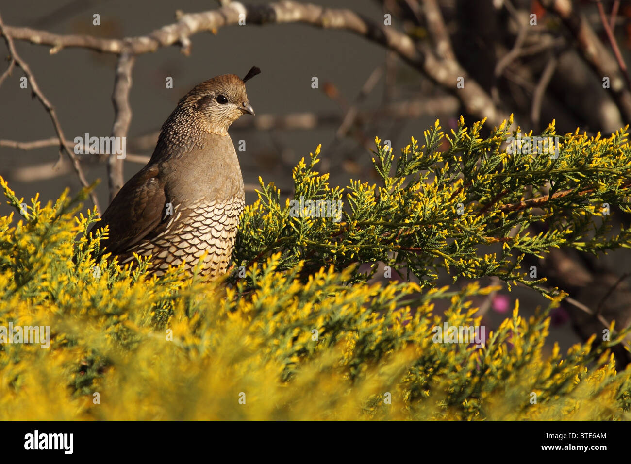 A California Quail hen sitting atop bushes Stock Photo - Alamy