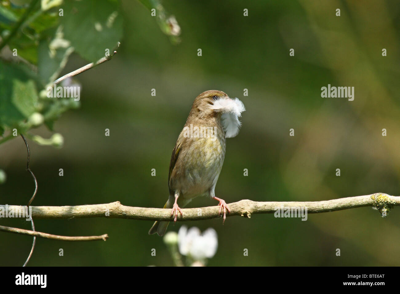 Greenfinch (Carduelis chloris) - female with a feather for her nest ...