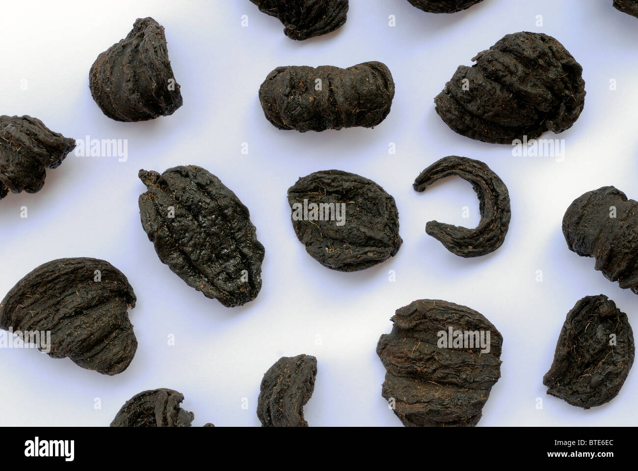 Malabar tamarind hi-res stock photography and images - Alamy