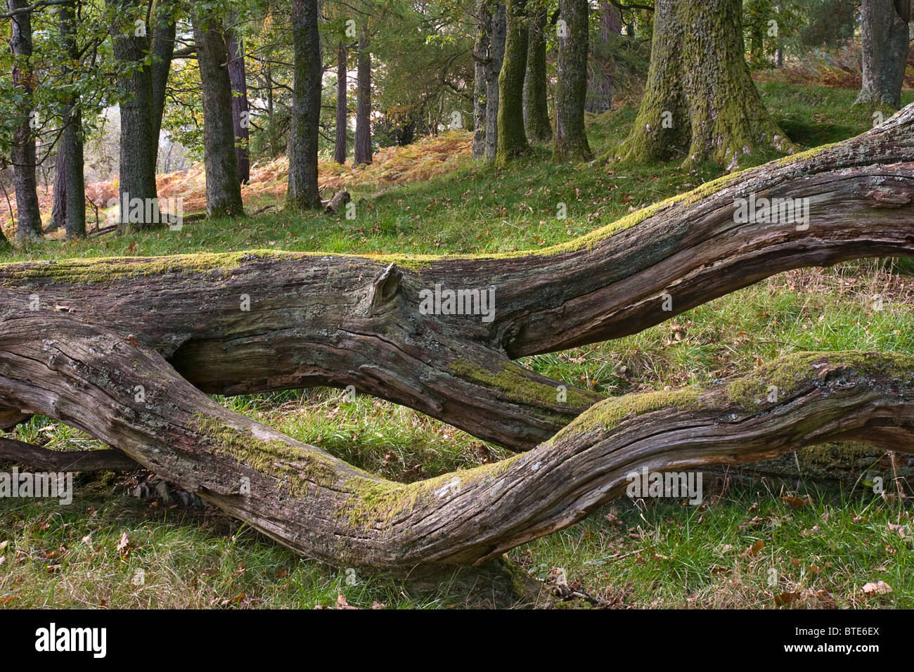 Fallen tree in woodland at Manesty Park, Derwentwater, Cumbria Stock ...