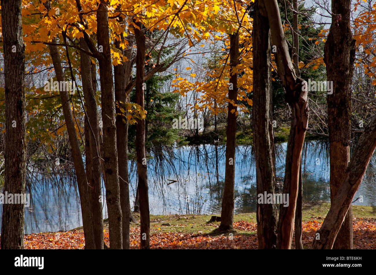 Forest with a lake hi-res stock photography and images - Alamy