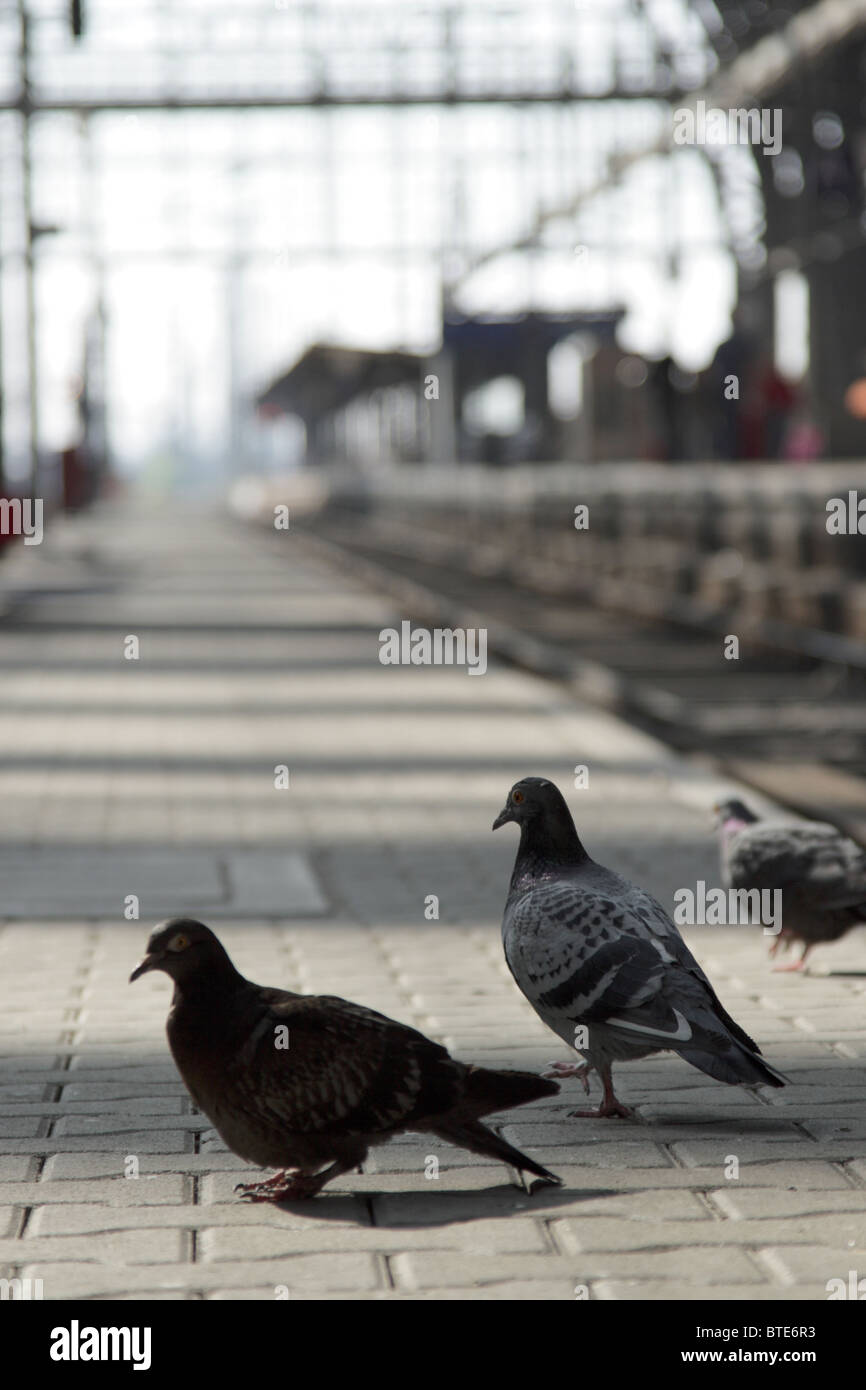 Pigeons in the train station Stock Photo - Alamy