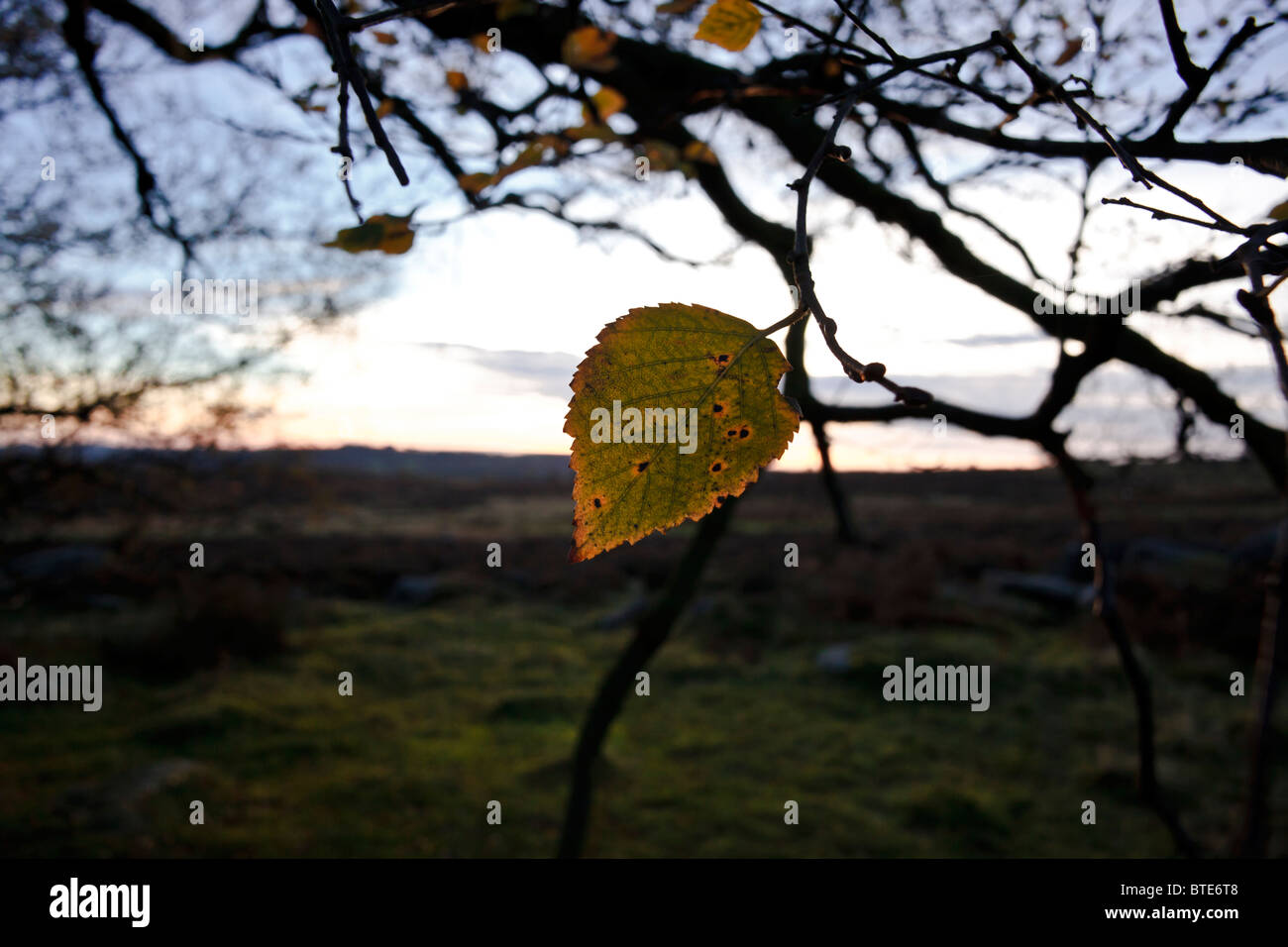 Backlit leaf hi-res stock photography and images - Alamy