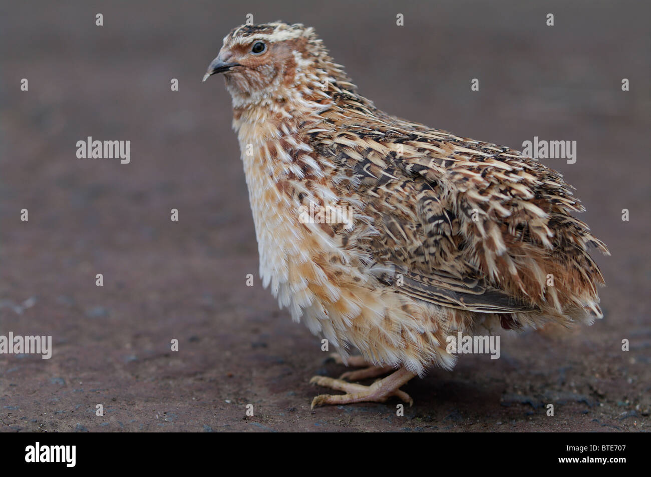 Common quail hi-res stock photography and images - Alamy