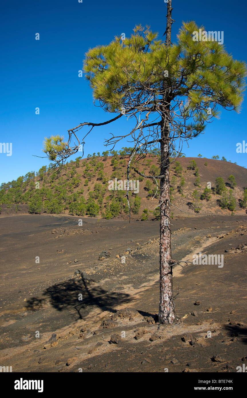Tenerife r hi-res stock photography and images - Alamy