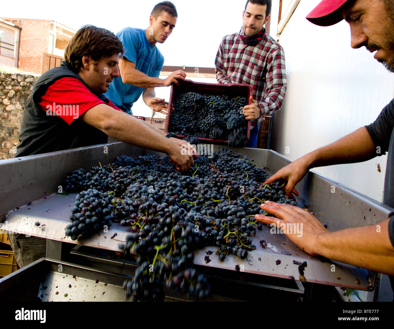 Red wine grapes being sorted and processed through a de-stemming ...