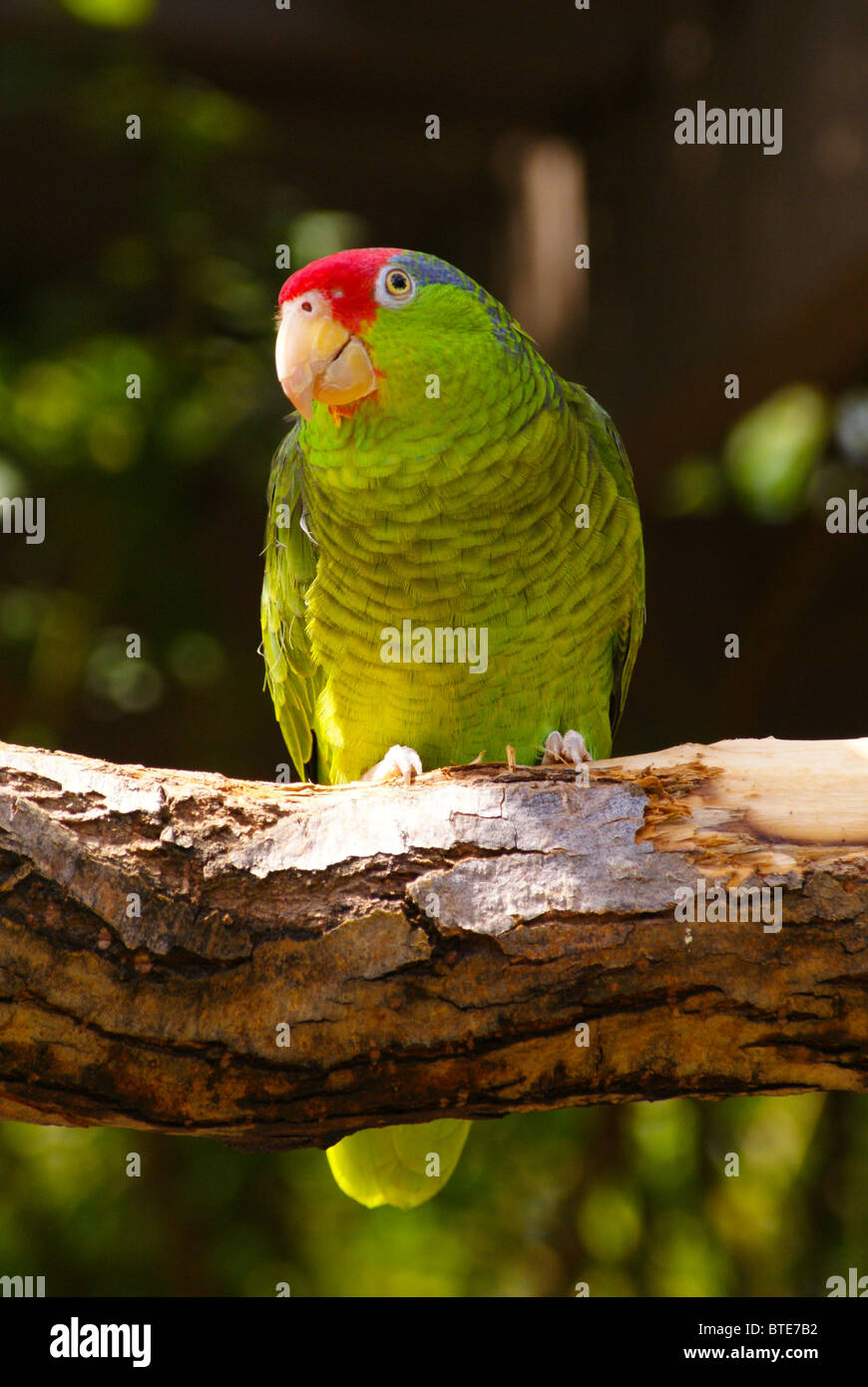 Green parakeet hi-res stock photography and images - Alamy