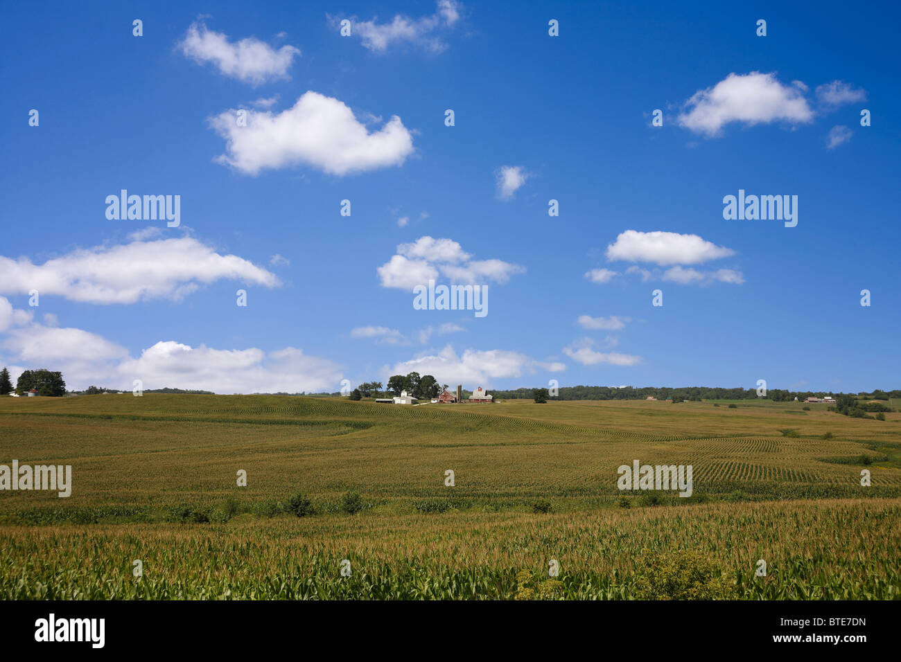 Iowa Corn Field Stock Photo - Alamy