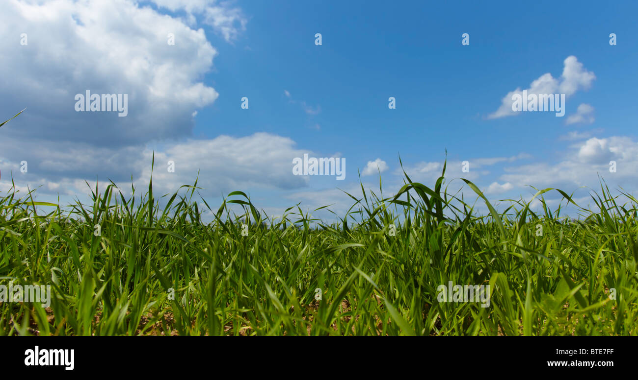 Green forage grass in a field close up Stock Photo - Alamy