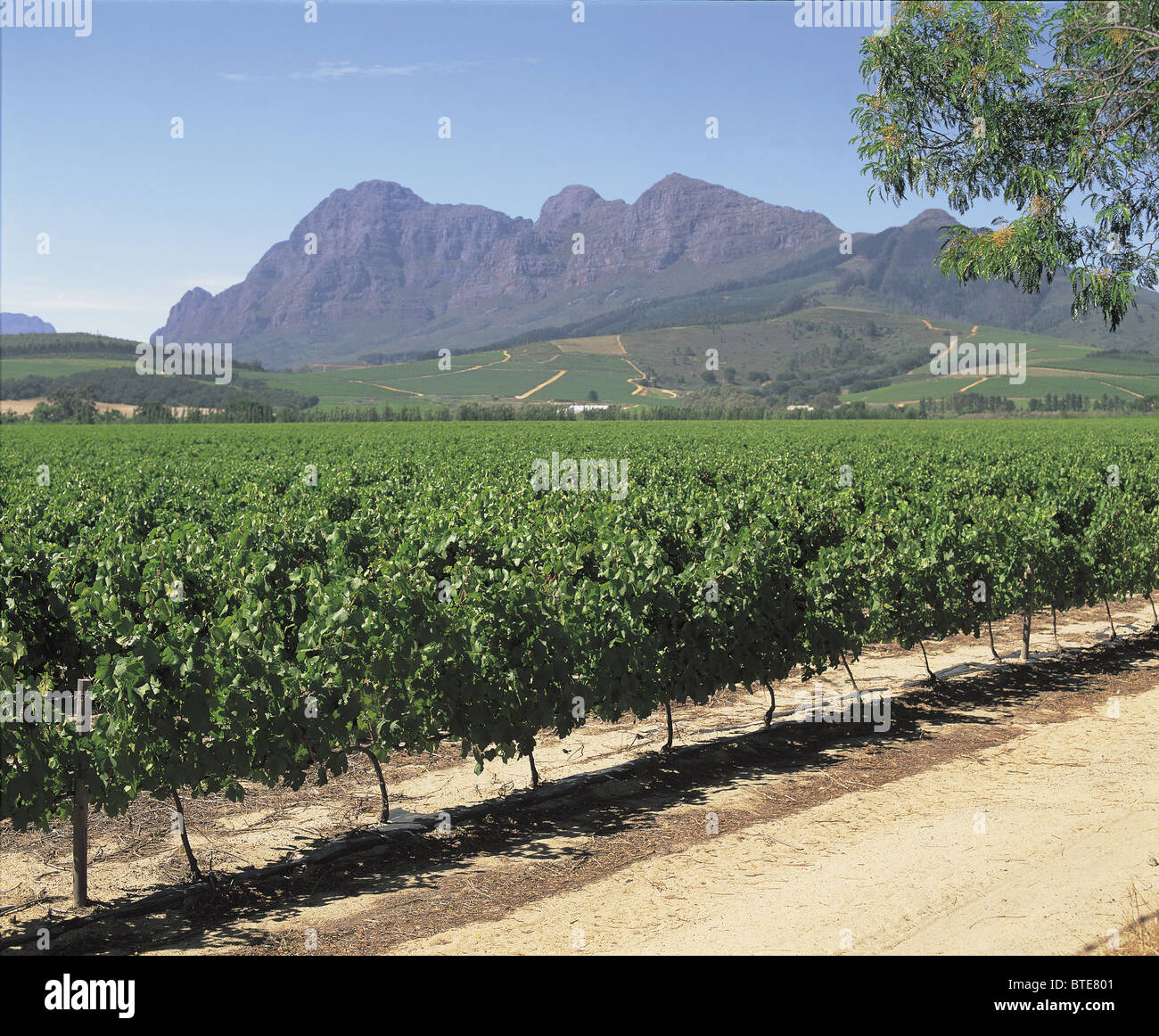 Backsberg wine estate hi-res stock photography and images - Alamy