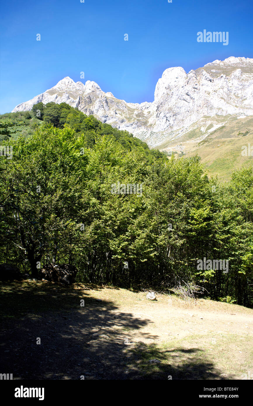 Puerto de Remoña, Remoña Pass, Picos de Europa, Spain, beech, wood ...