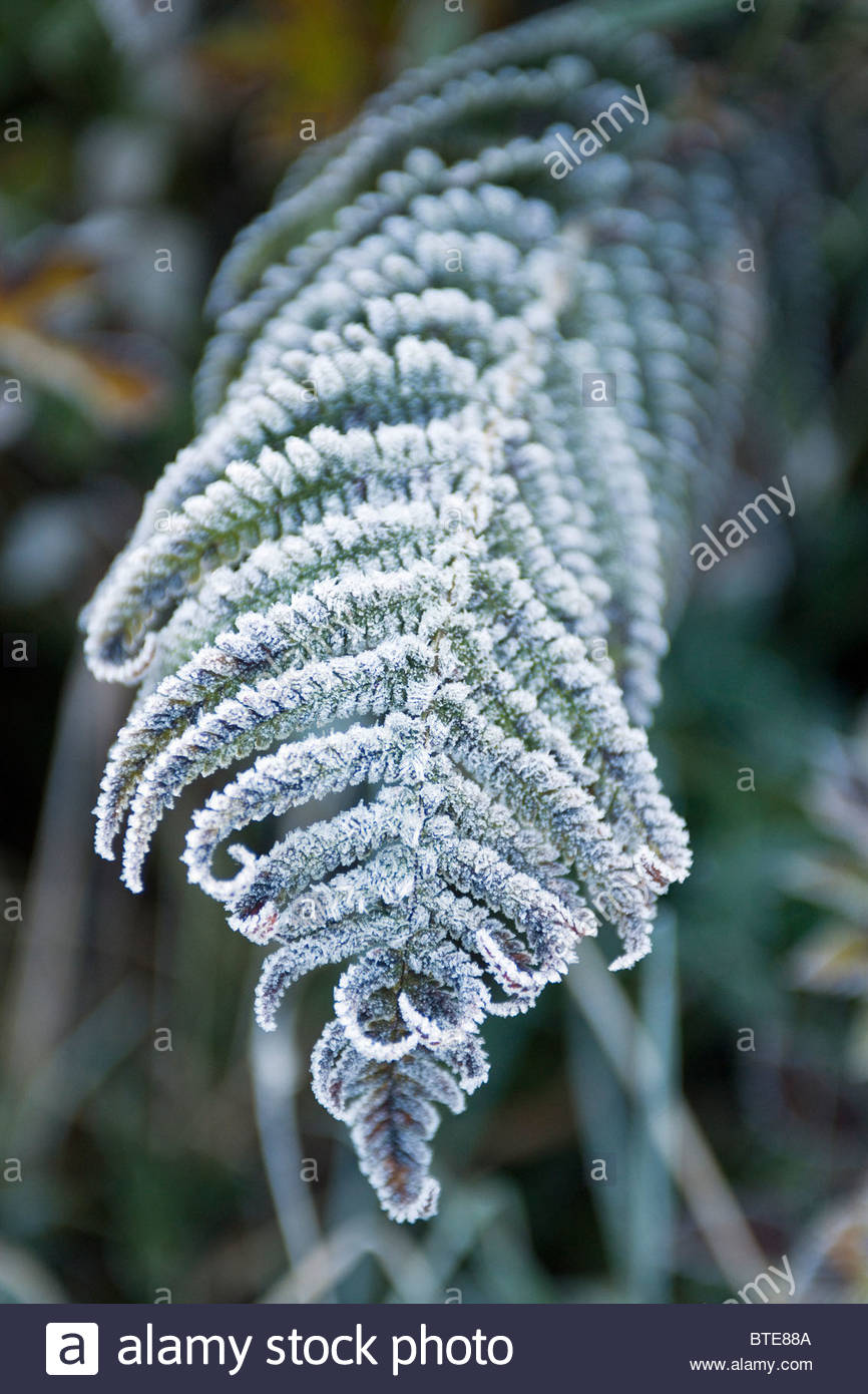 Fern Frost Stock Photos & Fern Frost Stock Images - Alamy