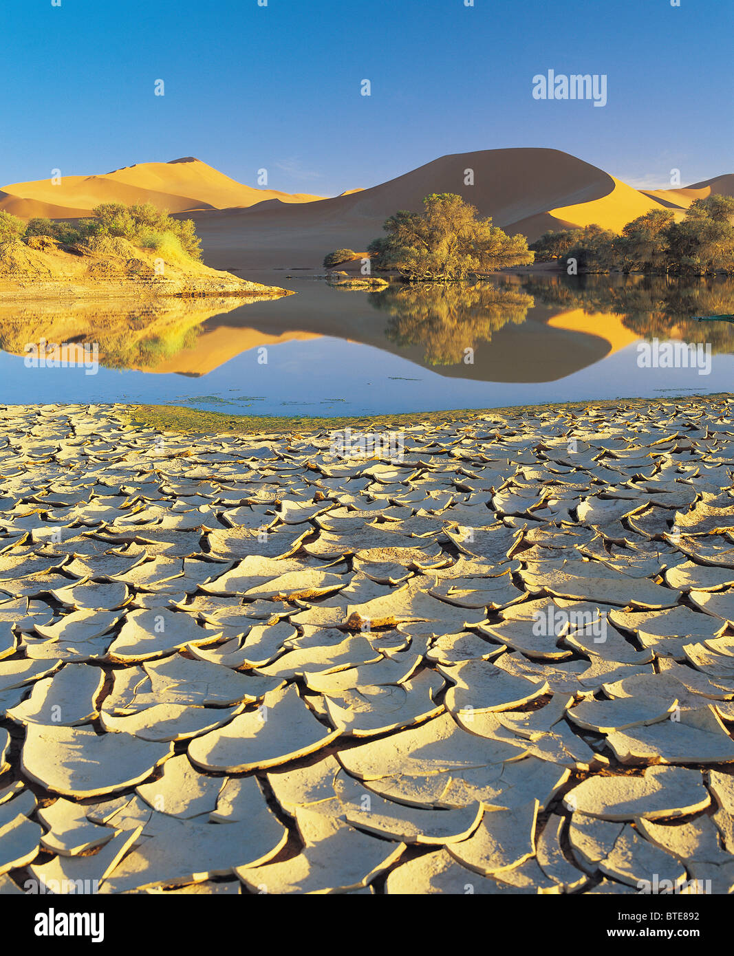 A clay crust forms after the rain in the Namib Desert Stock Photo - Alamy