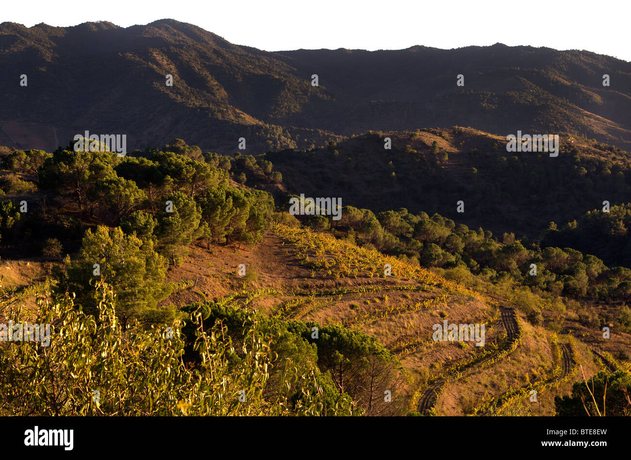 Priorat wine region of Catalonia in Spain Stock Photo - Alamy