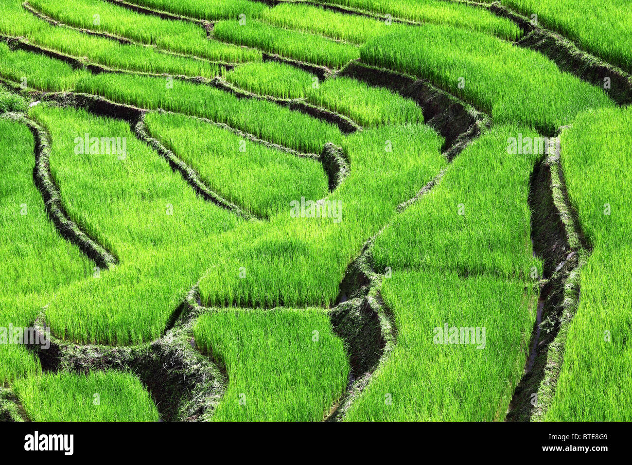 fine image of classic asian rice field Stock Photo - Alamy