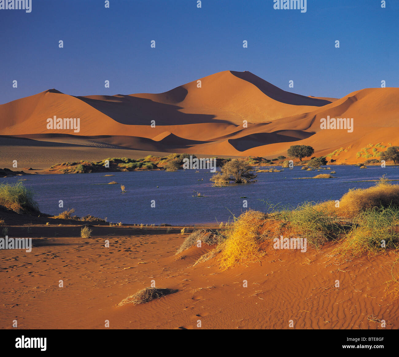 The Namib Desert after the rain Stock Photo - Alamy