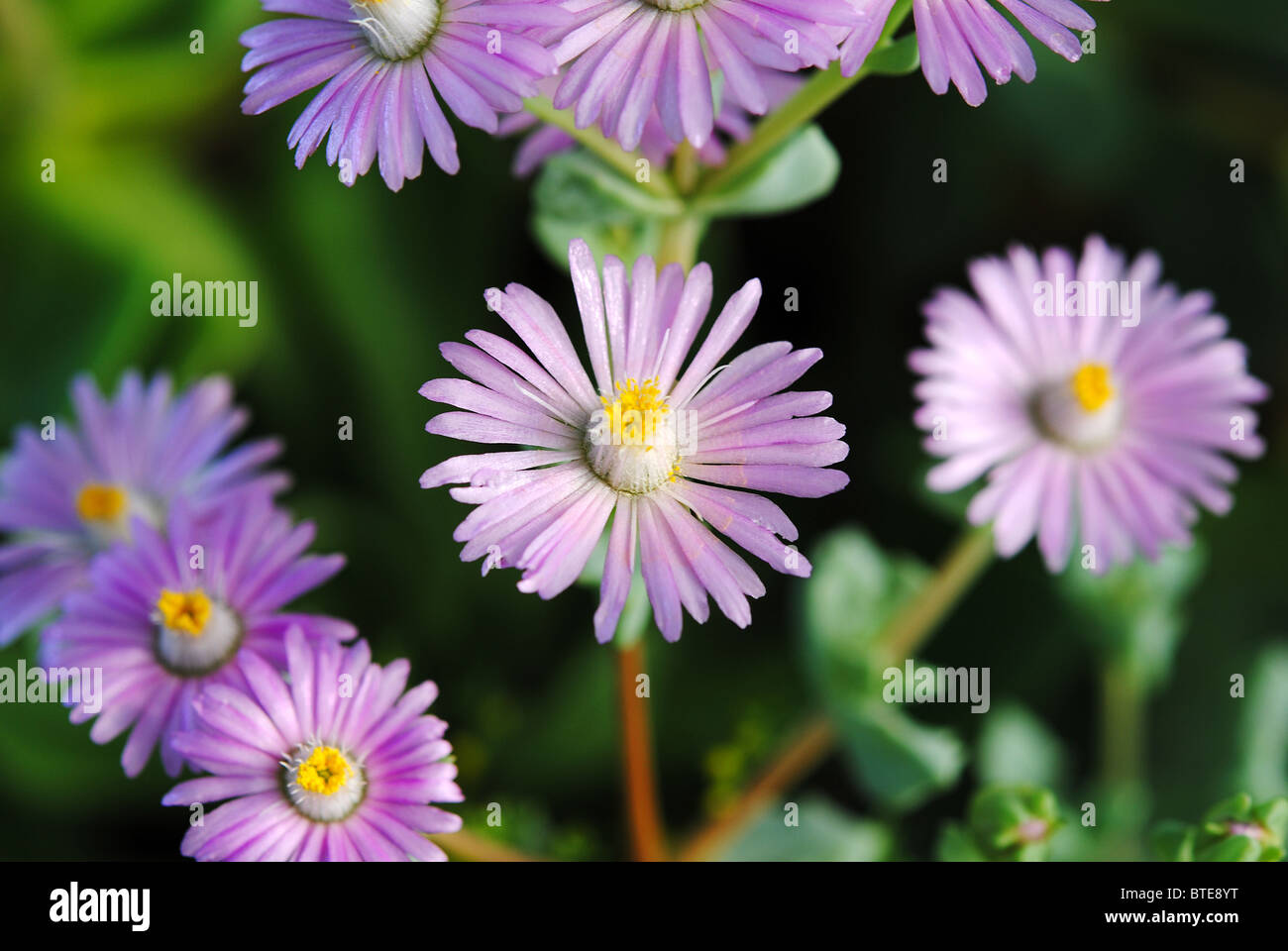 Variety of spring flowers hi-res stock photography and images - Alamy