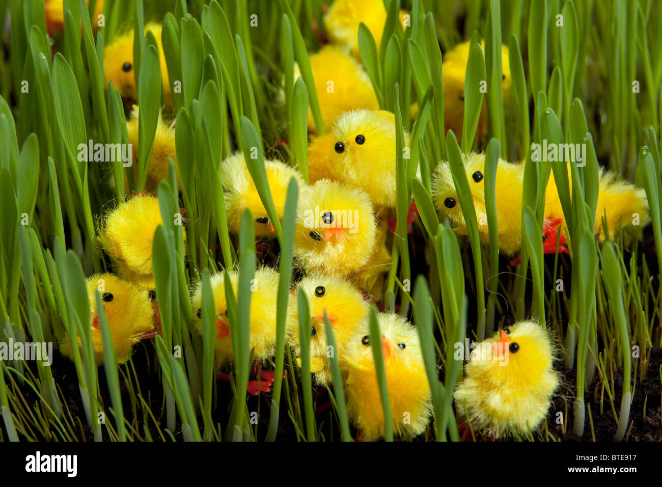 Easter bird hi-res stock photography and images - Alamy
