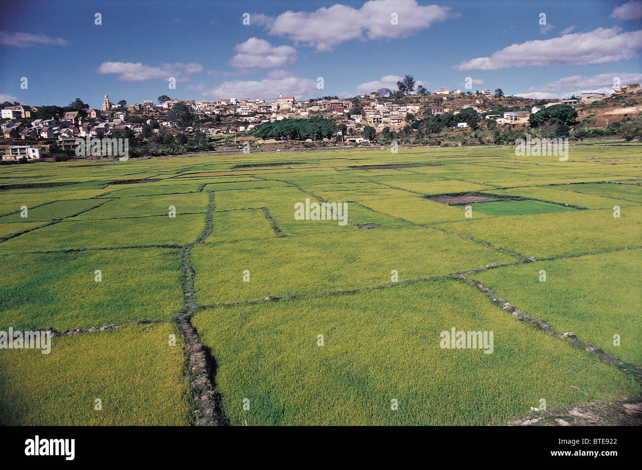 Rice Fields in Madagascar Stock Photo - Alamy
