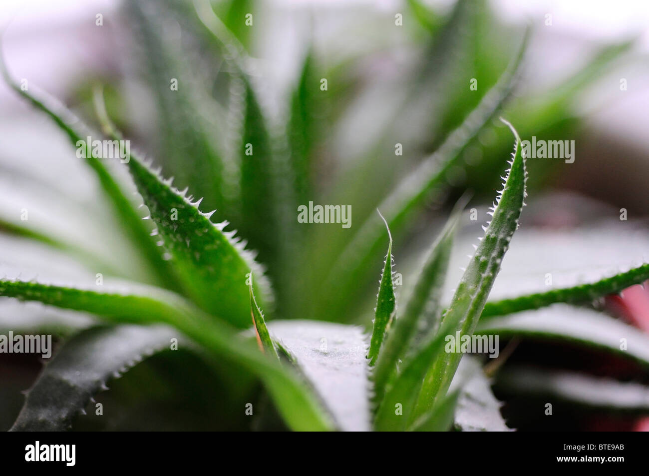 Aloe vera plant Stock Photo - Alamy