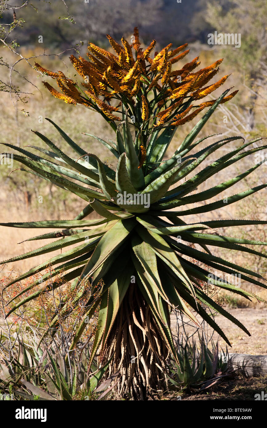 Lowveld flower hi-res stock photography and images - Alamy