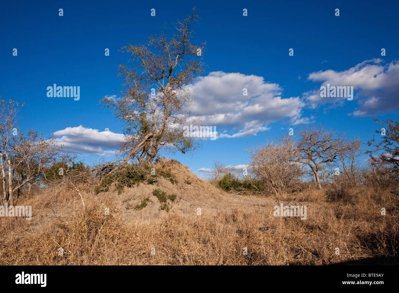 Bushveld Vegetation High Resolution Stock Photography and Images - Alamy
