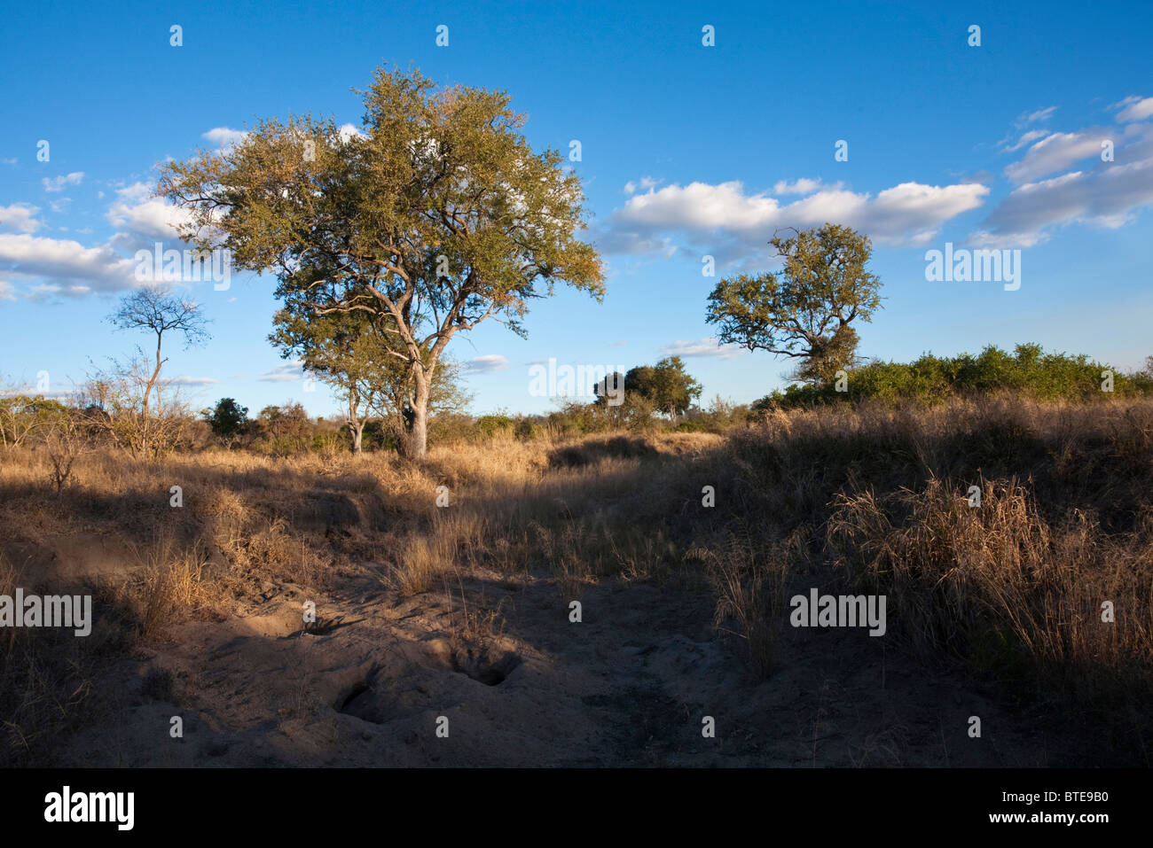 Bushveld scene with a leadwood tree (Combretum imberbe), dry grass and ...
