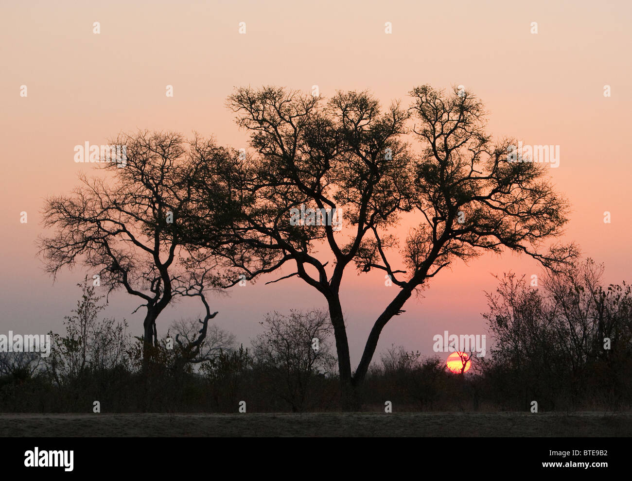 Sunset in the bushveld Stock Photo - Alamy