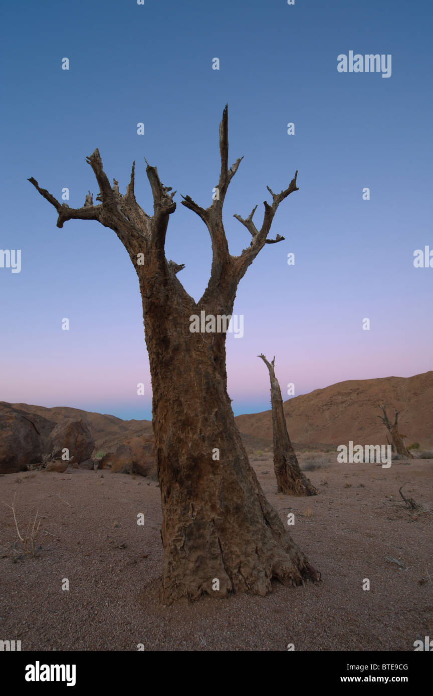 Moody dead trees in a desert landscape at dusk Stock Photo - Alamy