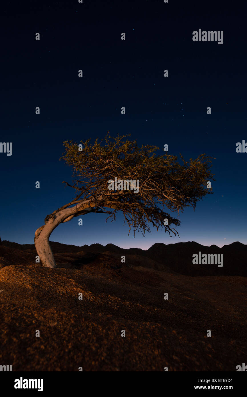 Moody landscape of a bent tree in the Richtersveld photographed at ...