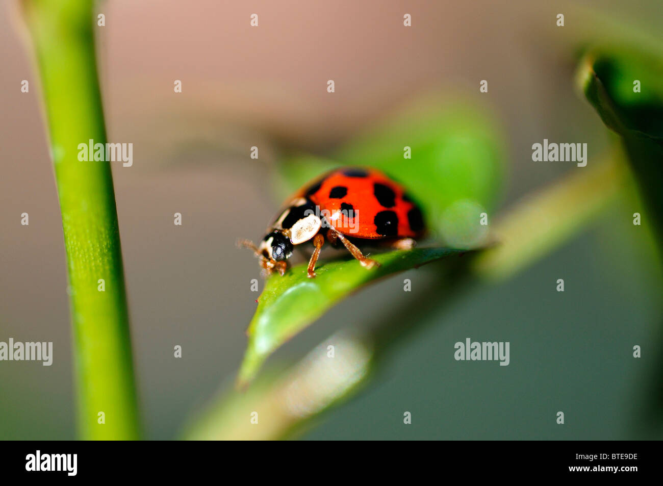 Japanese ladybug hi-res stock photography and images - Alamy