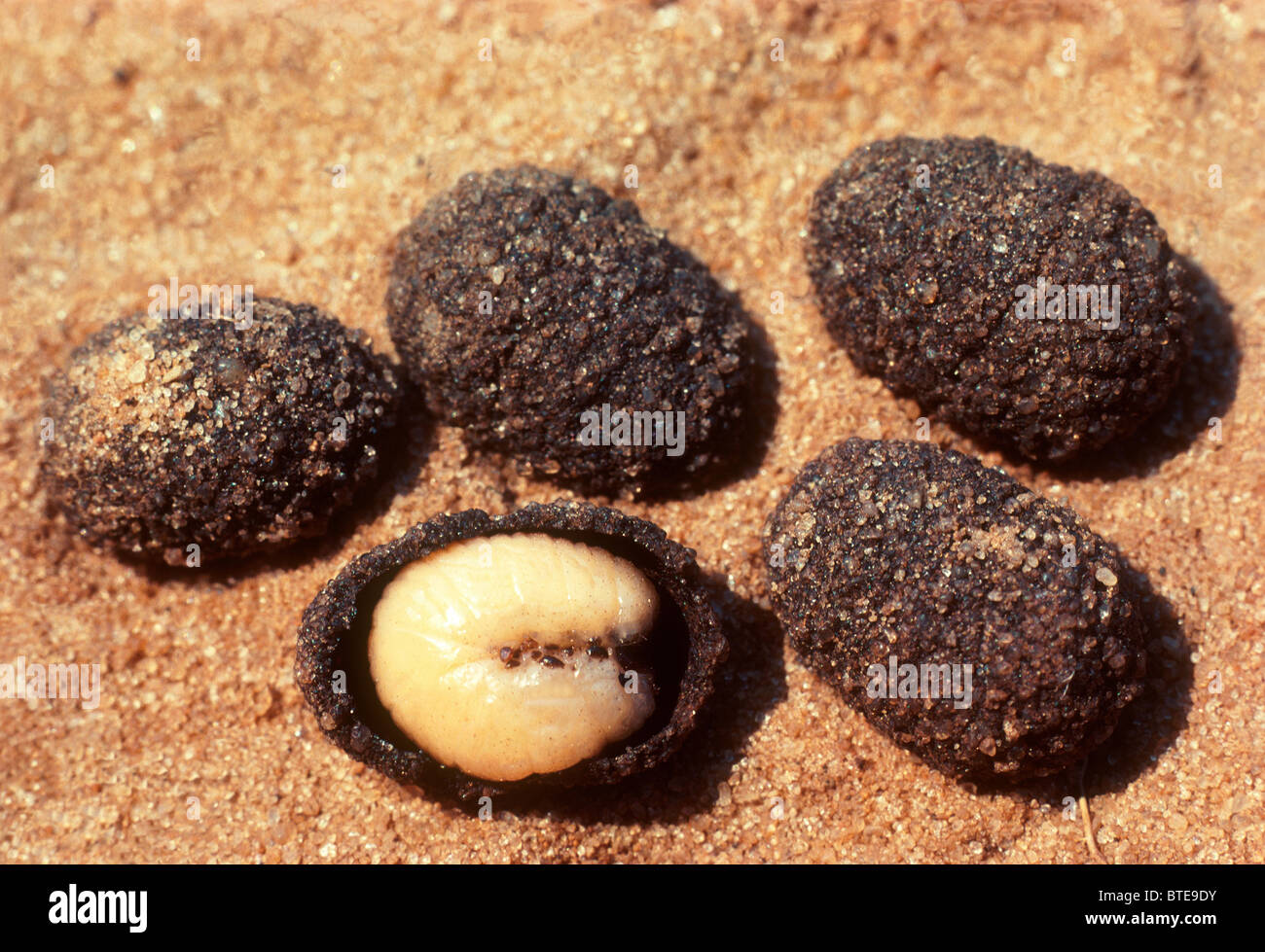 Hunting for beetles High Resolution Stock Photography and Images - Alamy