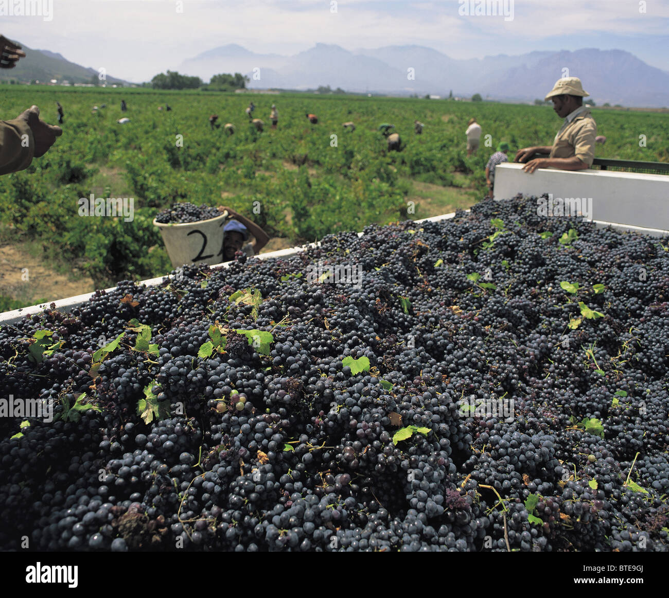 Cape vineyard grapes harvesting hi-res stock photography and images - Alamy
