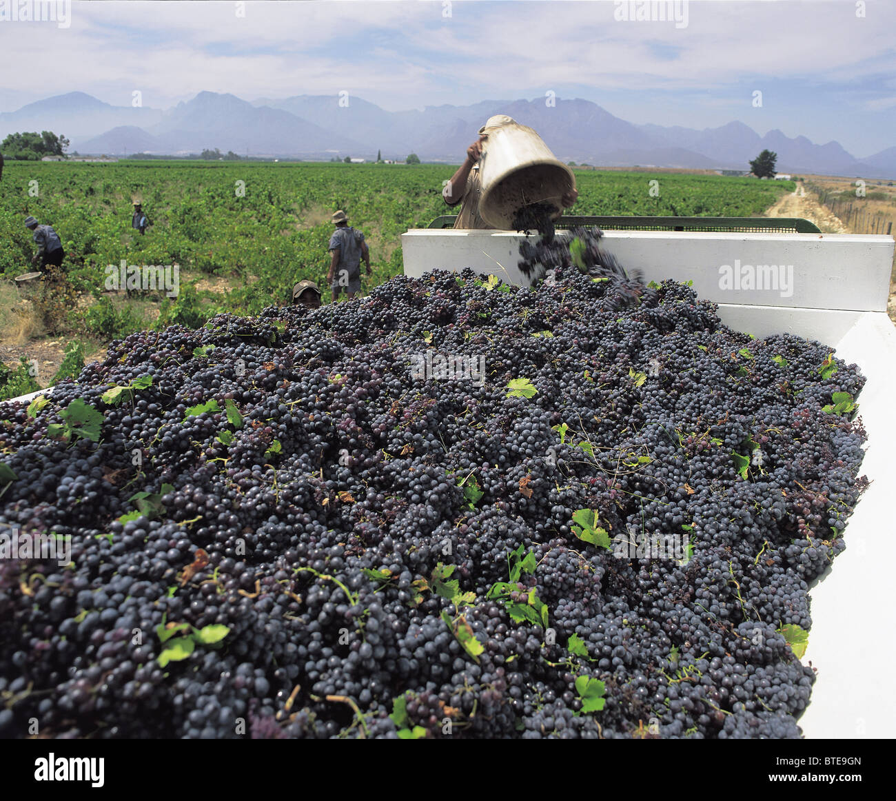 Harvesting Grapes in the Western Cape Stock Photo - Alamy