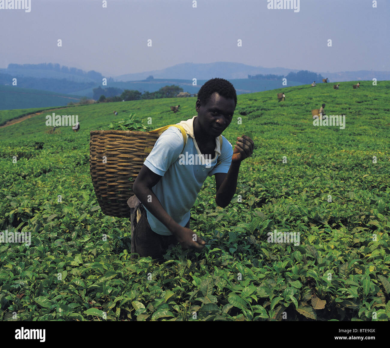 Eastern highlands agriculture zimbabwe hi-res stock photography and ...
