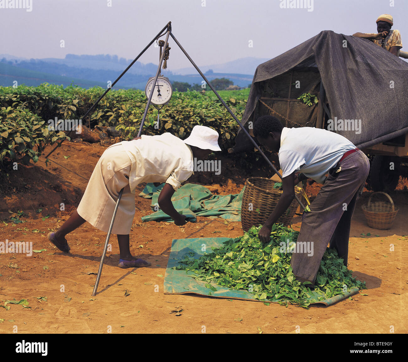 Tea leaves being weighed before loading Stock Photo - Alamy