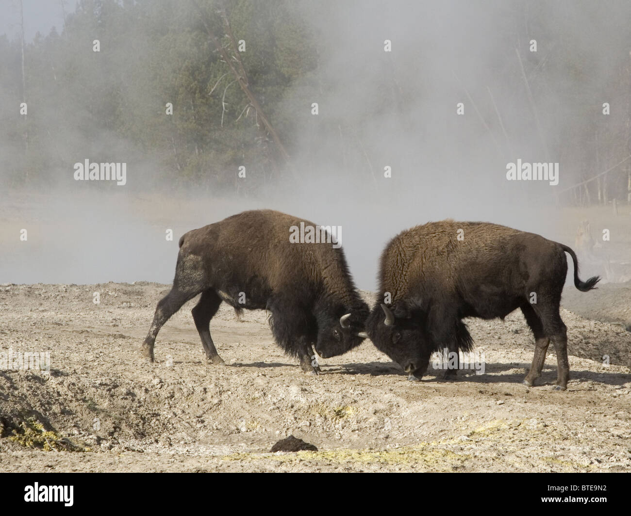 Male bison fighting by Yellowstone hot spring Stock Photo - Alamy
